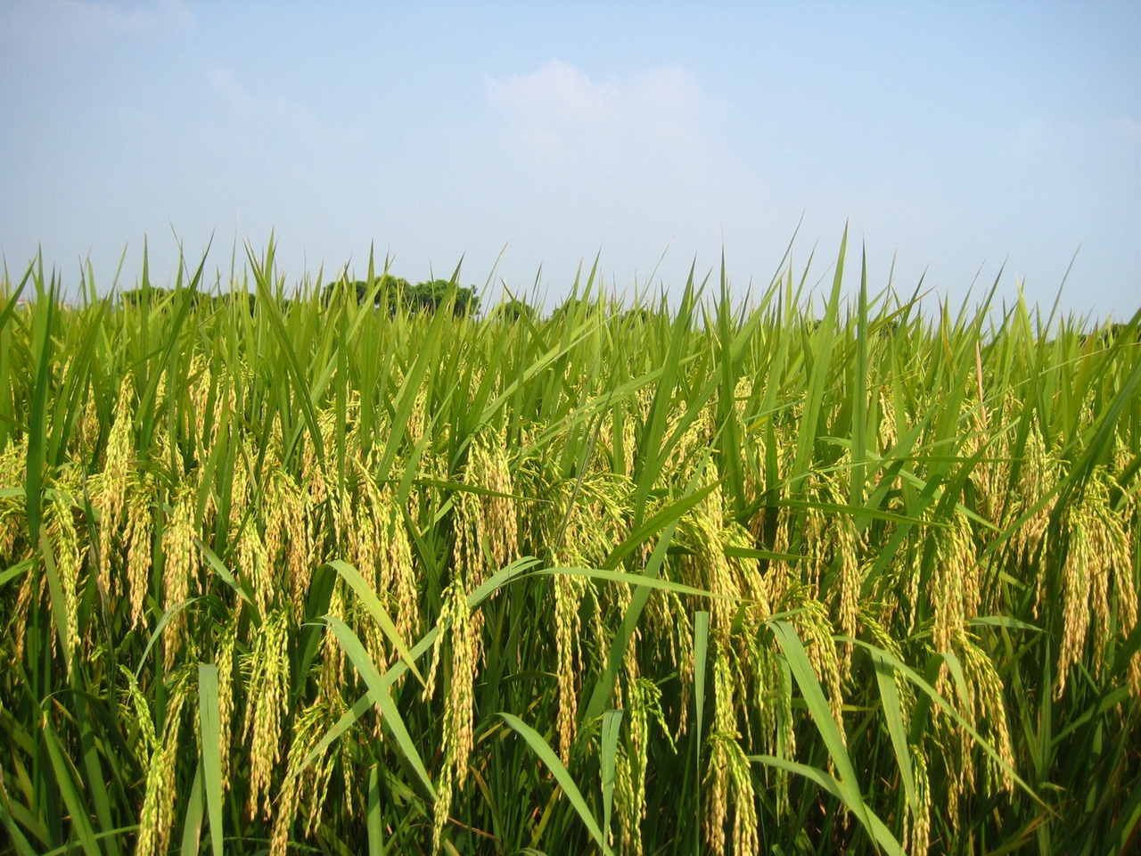 Rice Seed Khang Dan Dot Bien