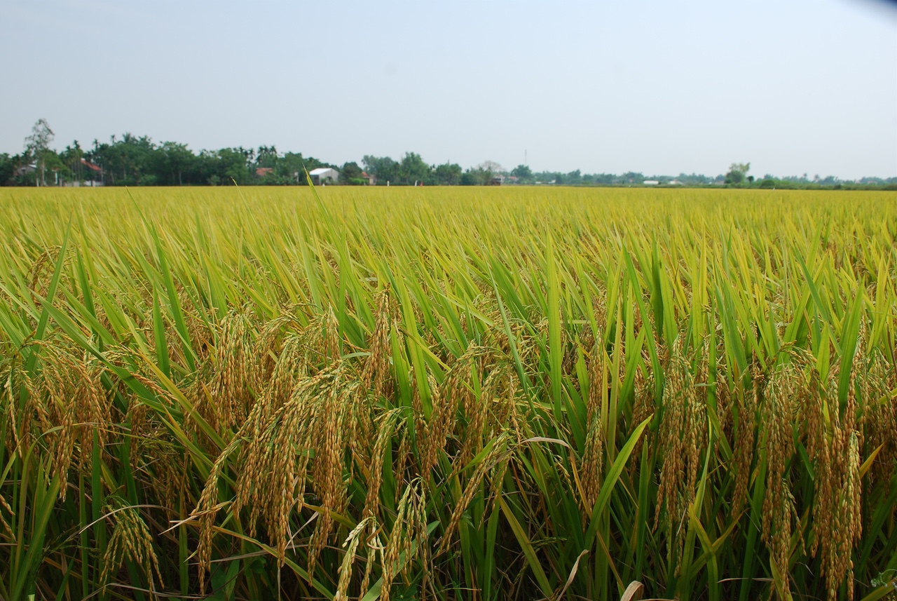 High Quality Rice seed Bac Huong 9